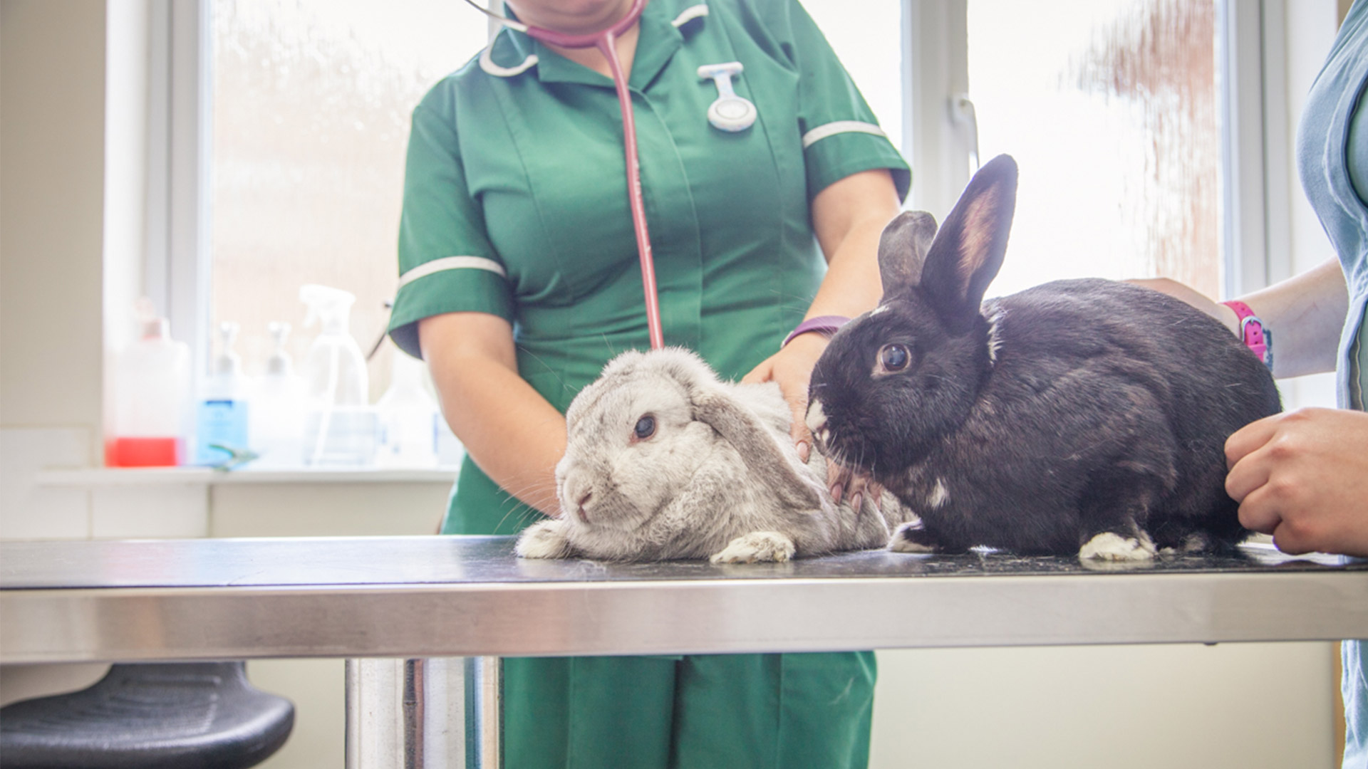 Veterinary Referrals | Referral Vets in Hampshire - Downland Vets