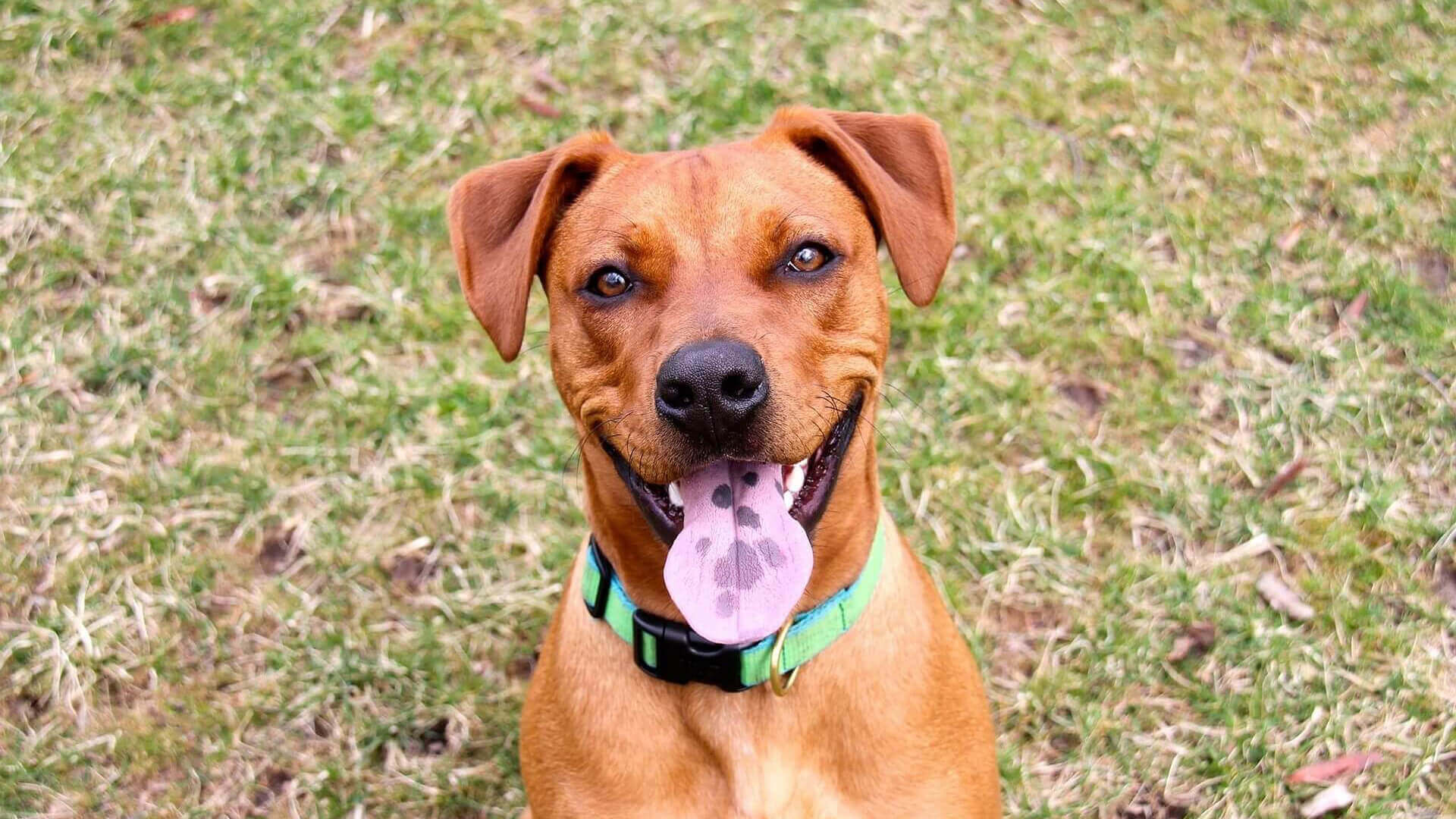 Top Quality Pet Care In Gloucestershire | Dragon Vets - Dragon Vets