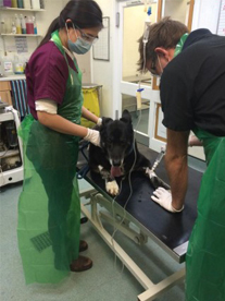 Veterinary Oncology Services | Local Vets in Cheltenham - Dragon Vets