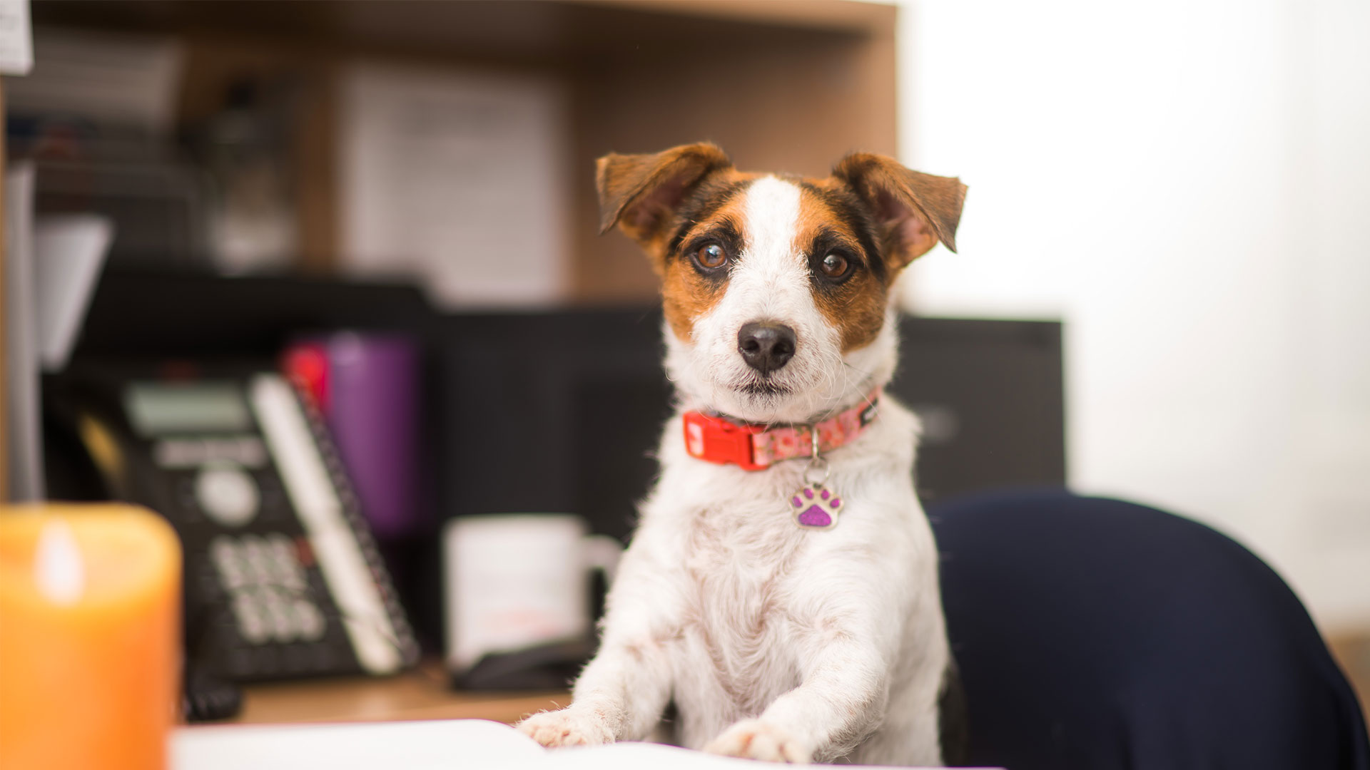 Contact Us | Local Vets in Eastbourne - Eastbourne Vets