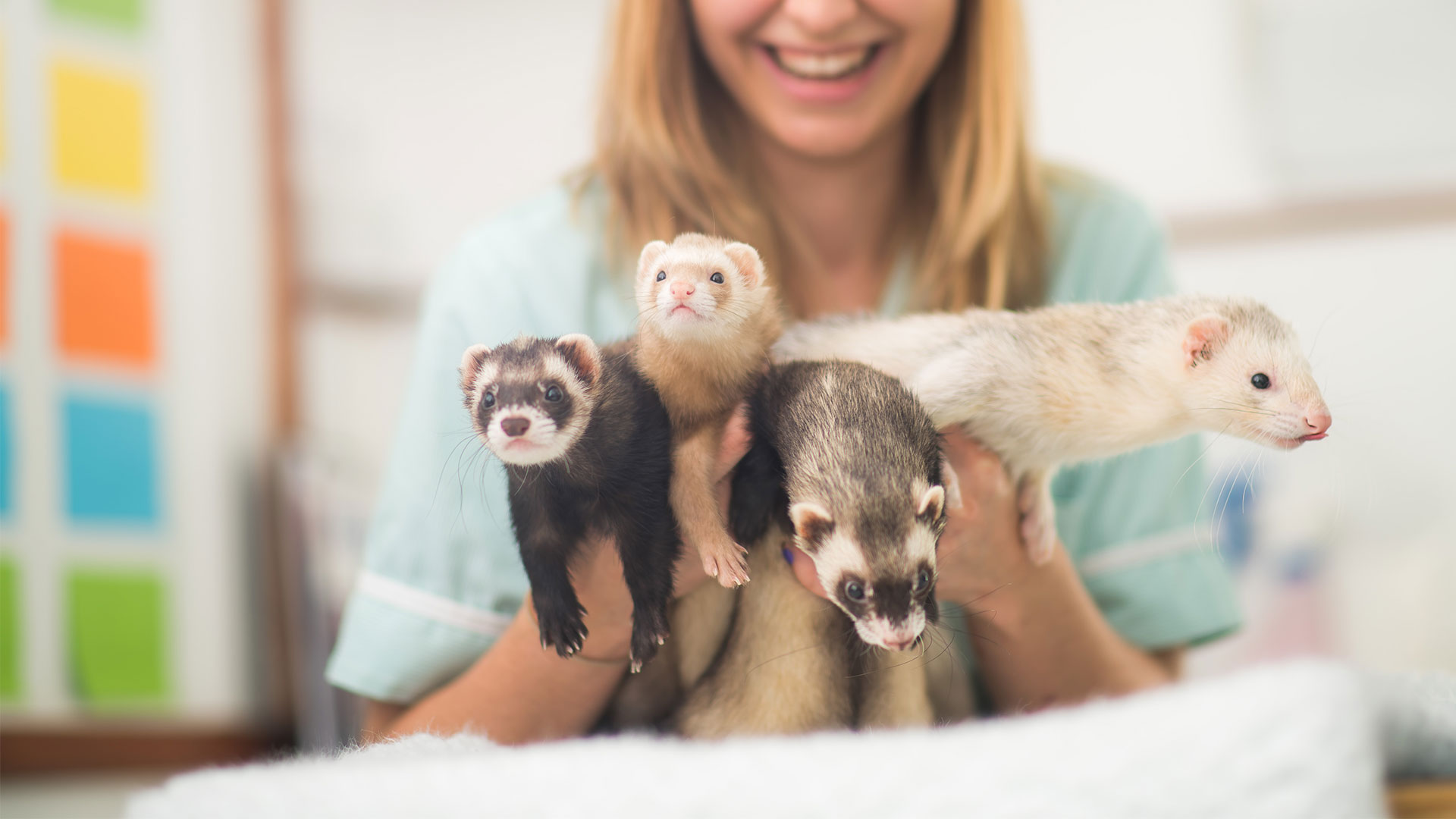 Pet Advice | Local Vets in Eastbourne - Eastbourne Vets