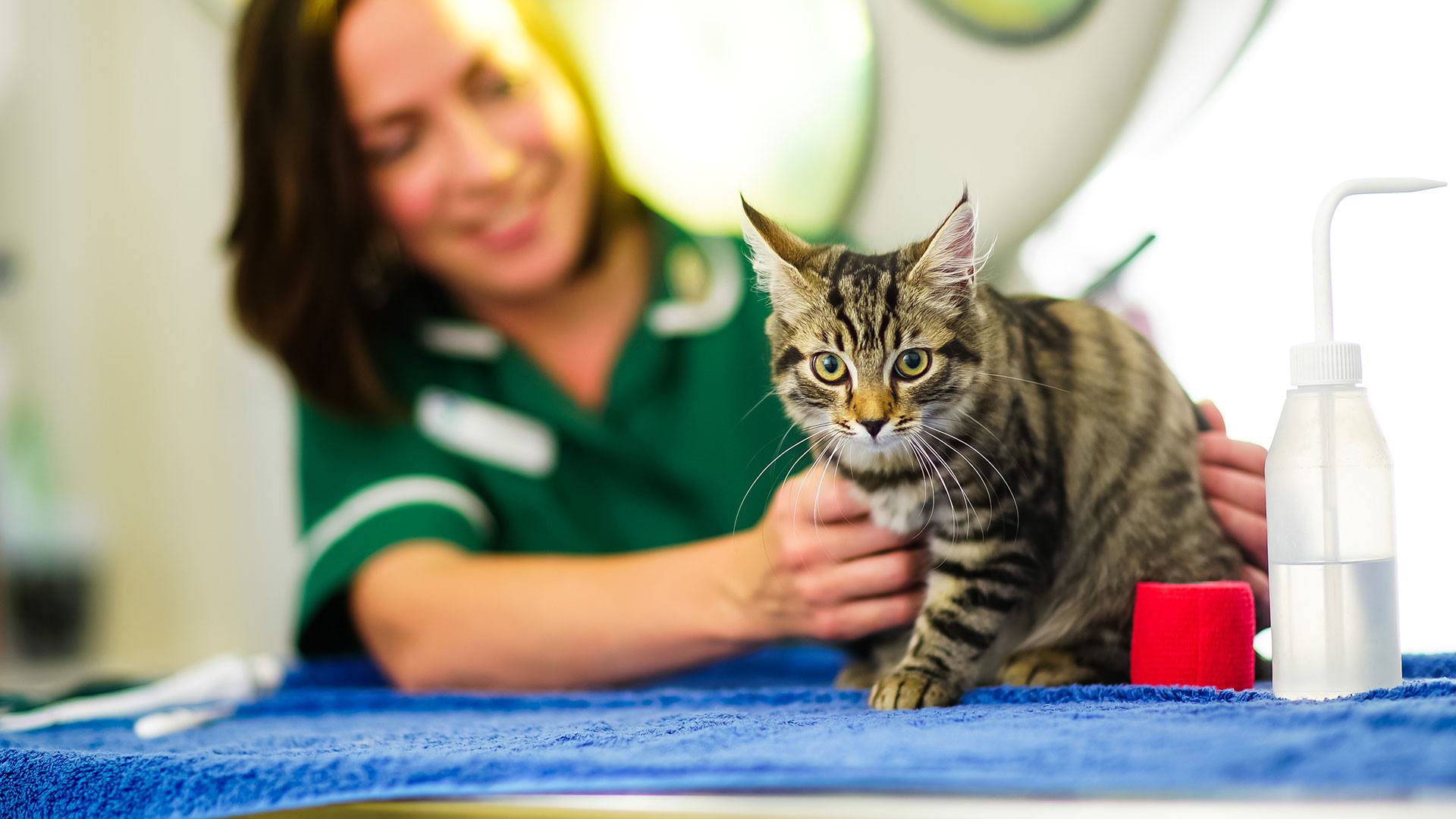 Veterinary Services | Local Vets in Eastbourne - Eastbourne Vets