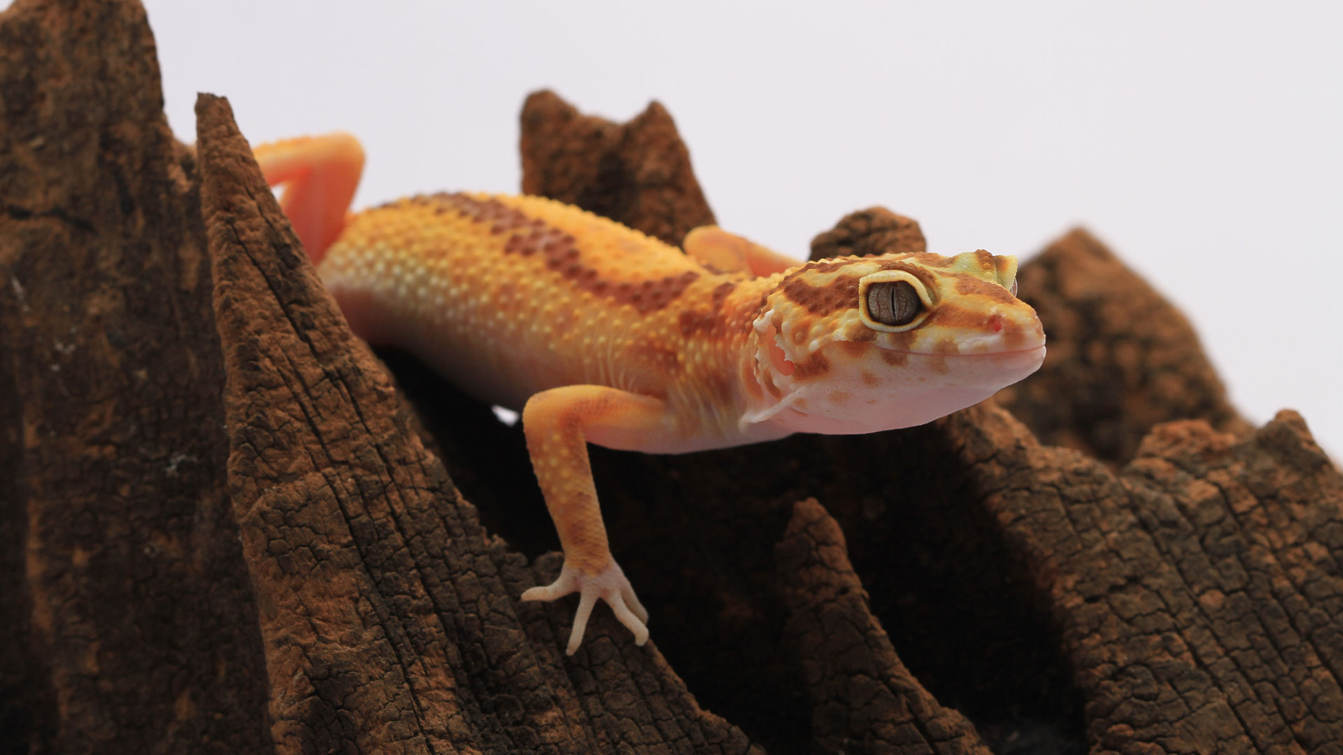 Contact us | Local Vets in Ross-Shire - Easter Ross Vets