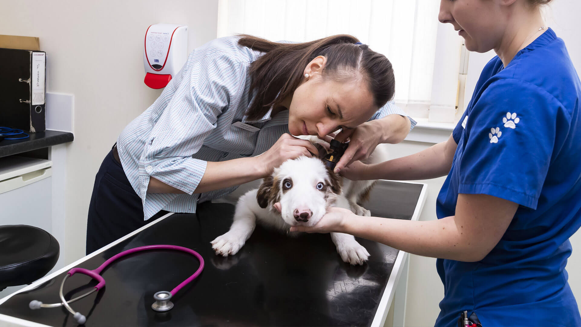 Local Practice | Local Vets in St Monans - East Neuk Vets