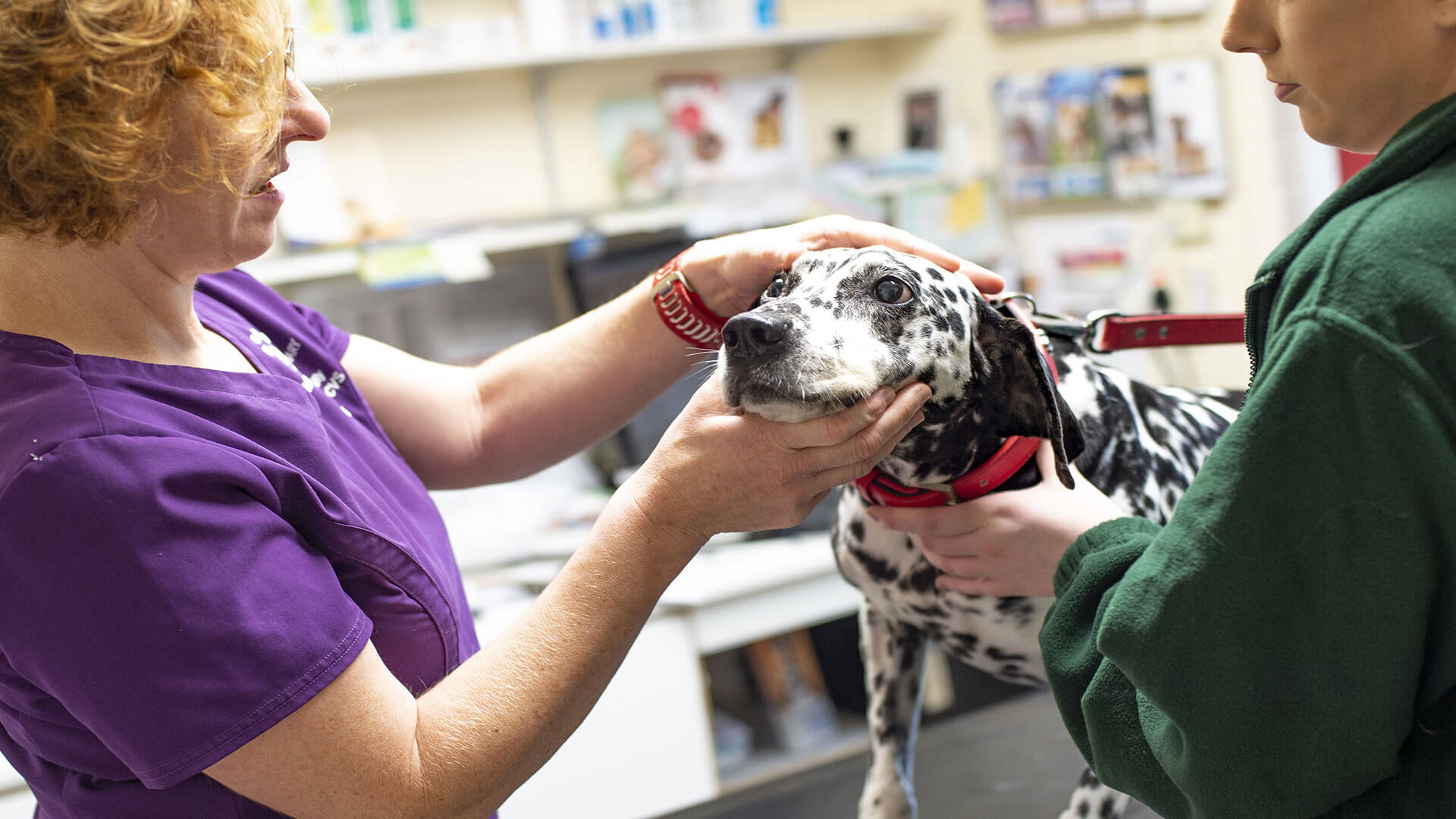 Dental Advice | Local Vets in Norwich - Eaton Vets