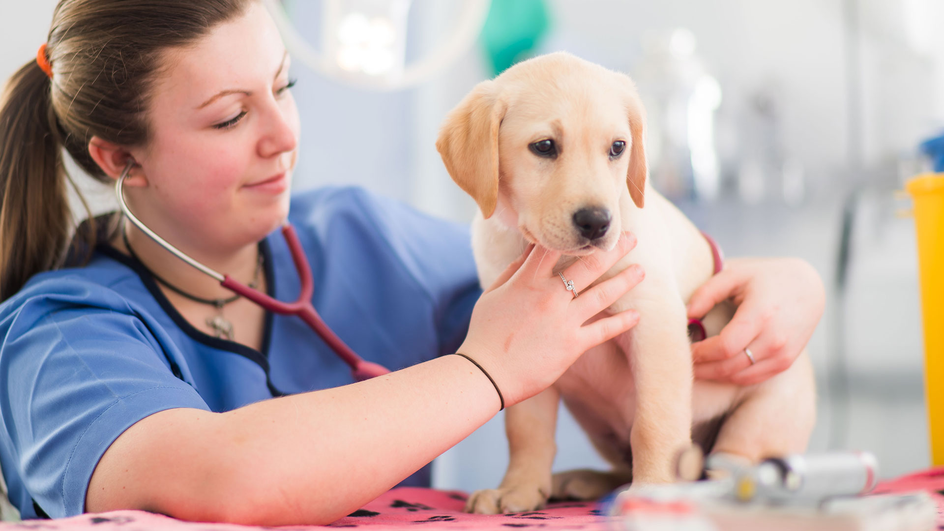 Pet Advice | Local Vets in Norwich - Eaton Vets