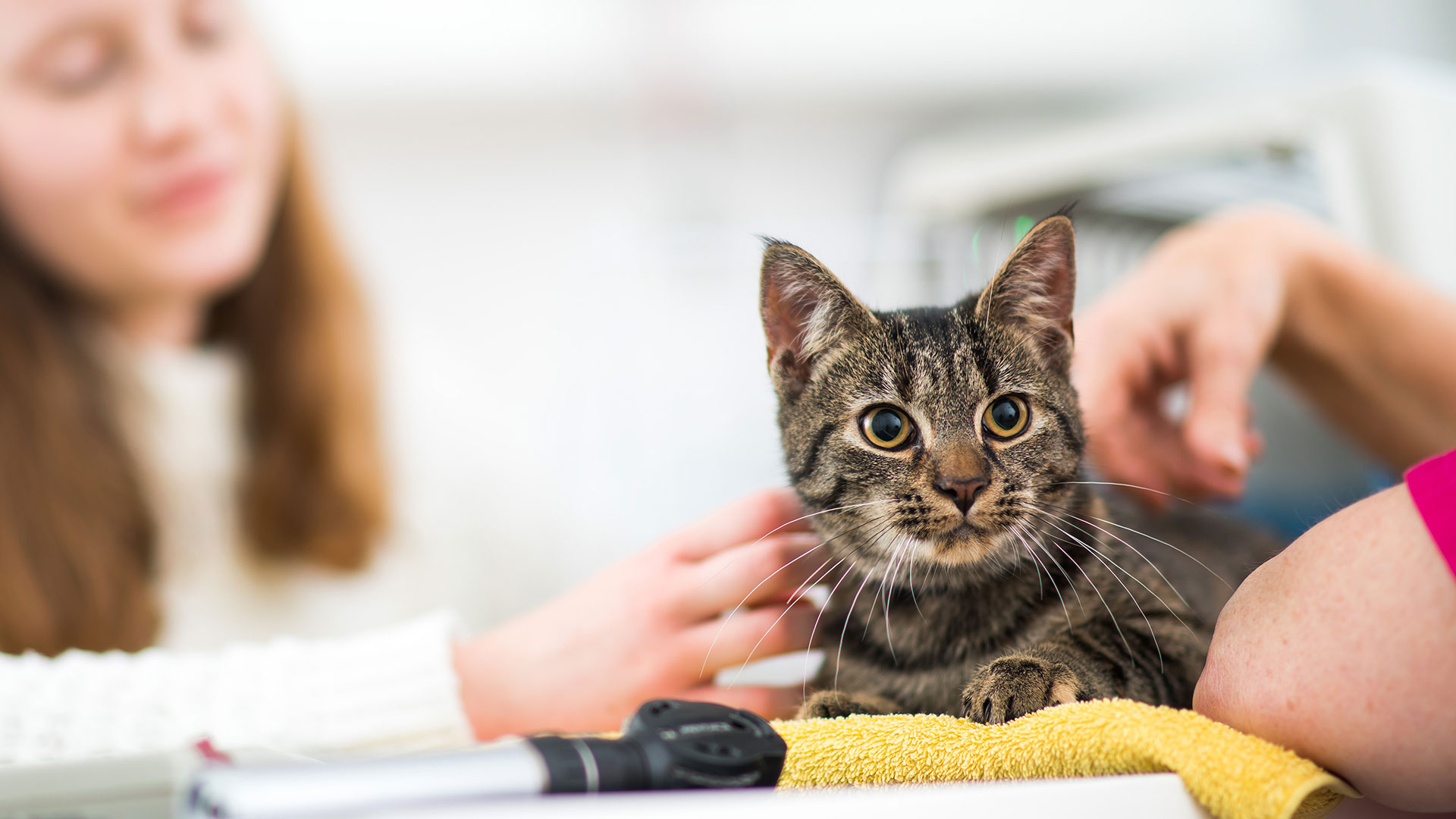 Veterinary Services | Local Vets in Norwich - Eaton Vets
