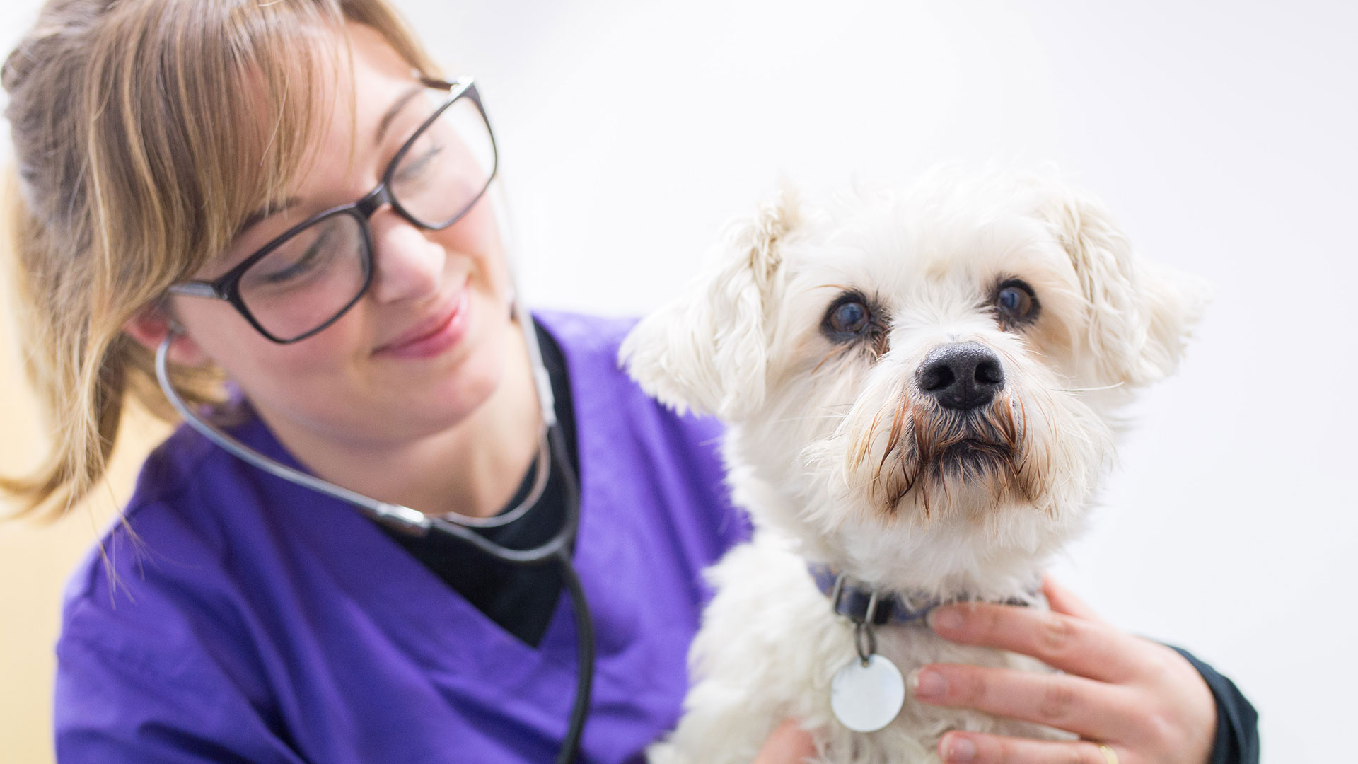 Book a Vet Appointments In Plymouth | Elm Vet Group - Elm Vets Plymouth