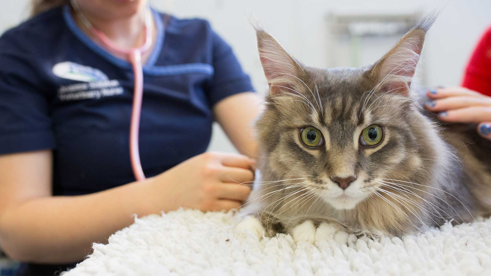 Find Vets In & Near Newport, Gwent | Field Vets - Fields Vets