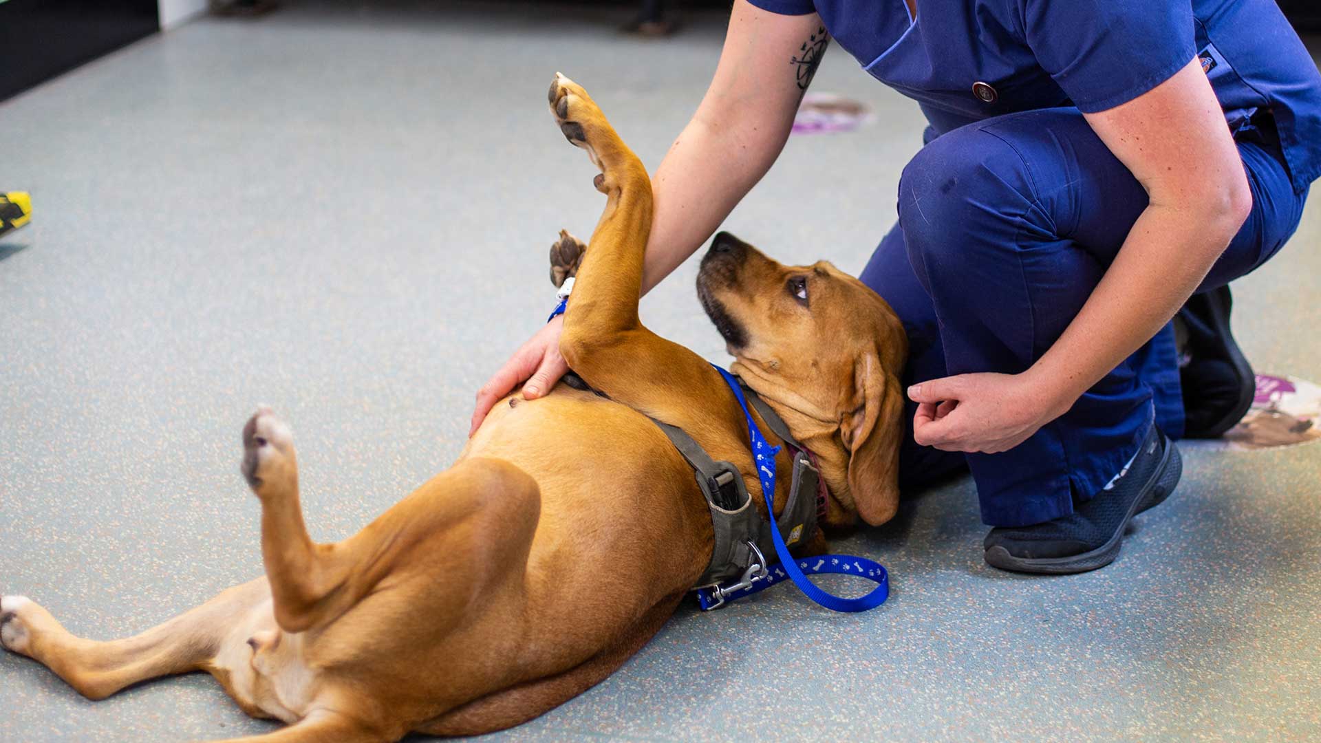 Blog | Local Vets in Hampshire - Forest Lodge Vets