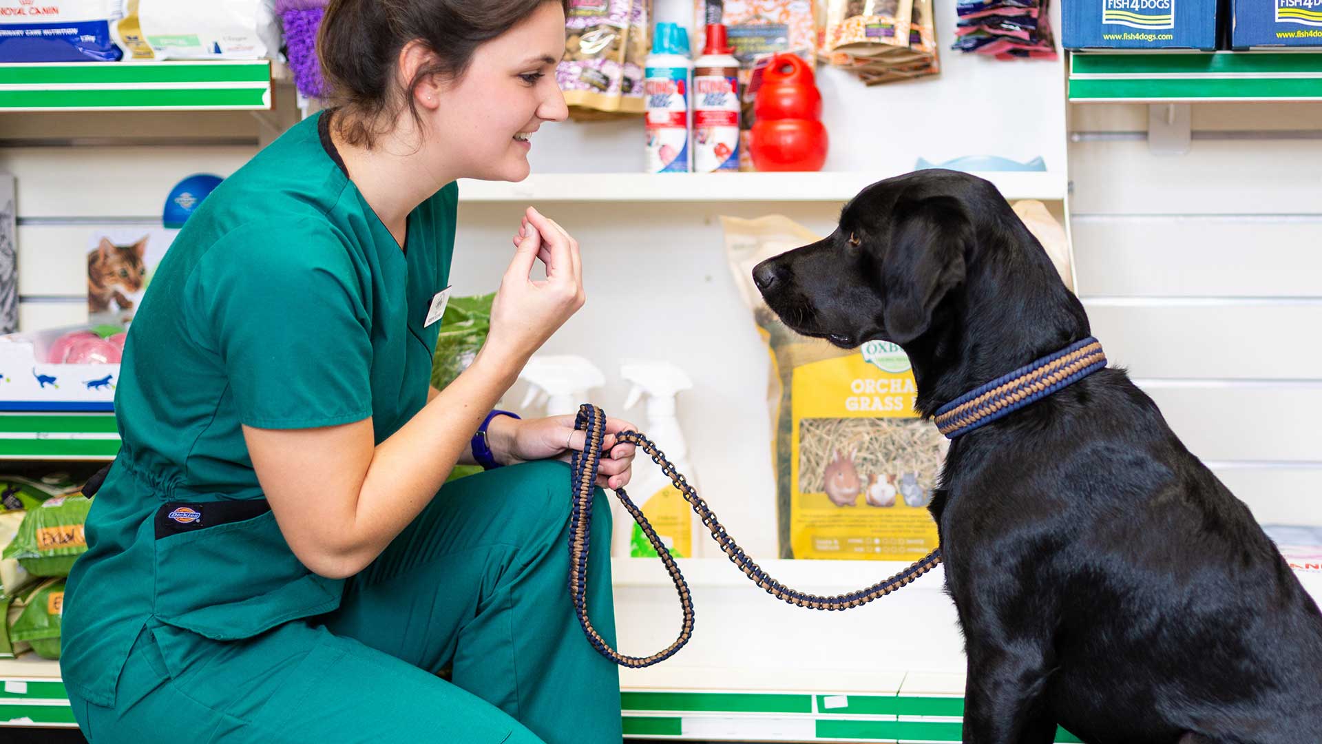 Services | Local Vets in Hampshire - Forest Lodge Vets