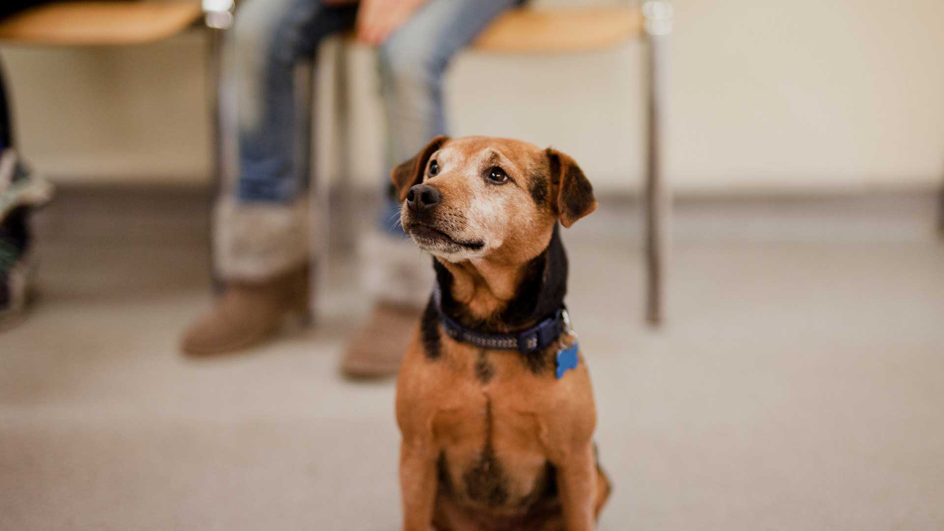 New Pets Advice | Local Vets in Hampshire - Forest Lodge Vets