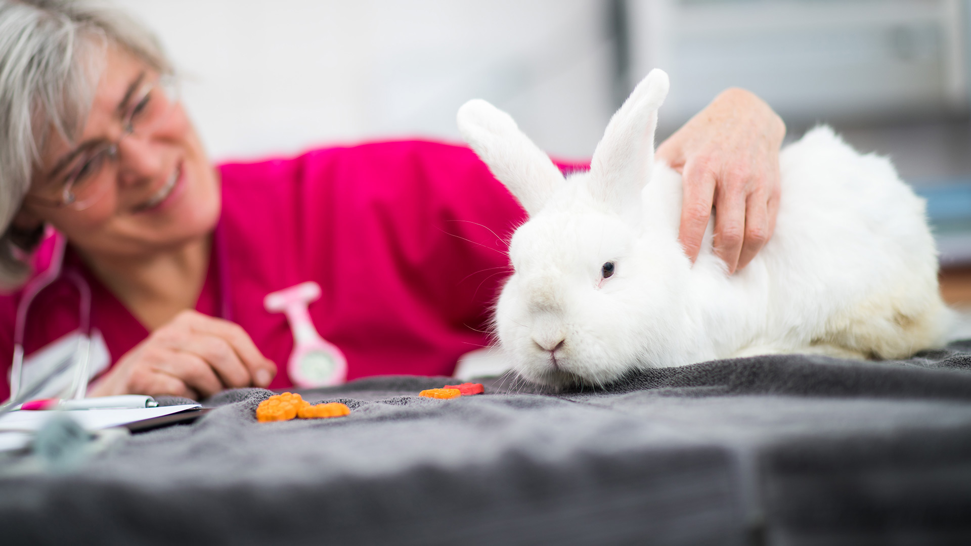 Meet the Team | Local Vets in Hampshire - Forest Lodge Vets