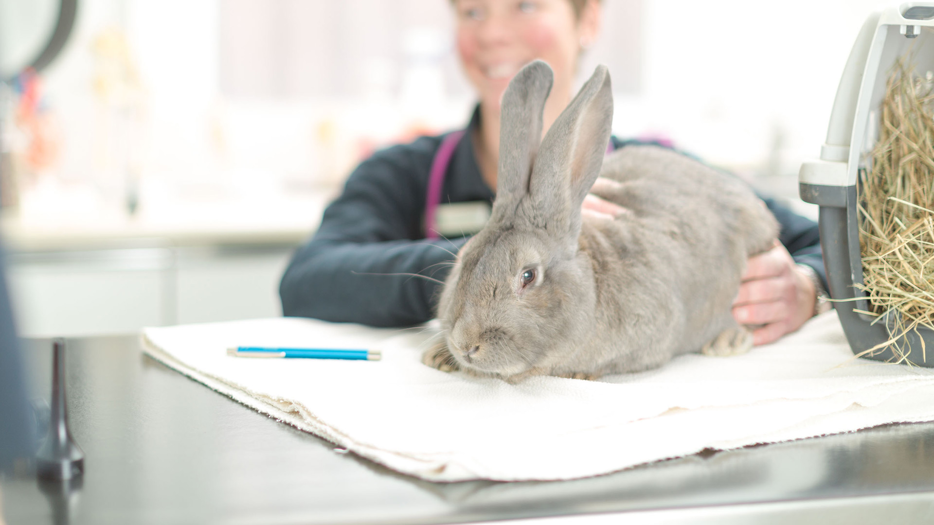 Register your Pet at Forest Lodge Veterinary Practice | Trusted by Over ...