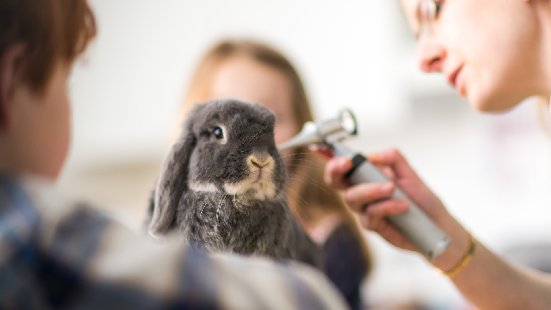 Diagnostic Services at Forest Lodge Veterinary Practice | Trusted by ...