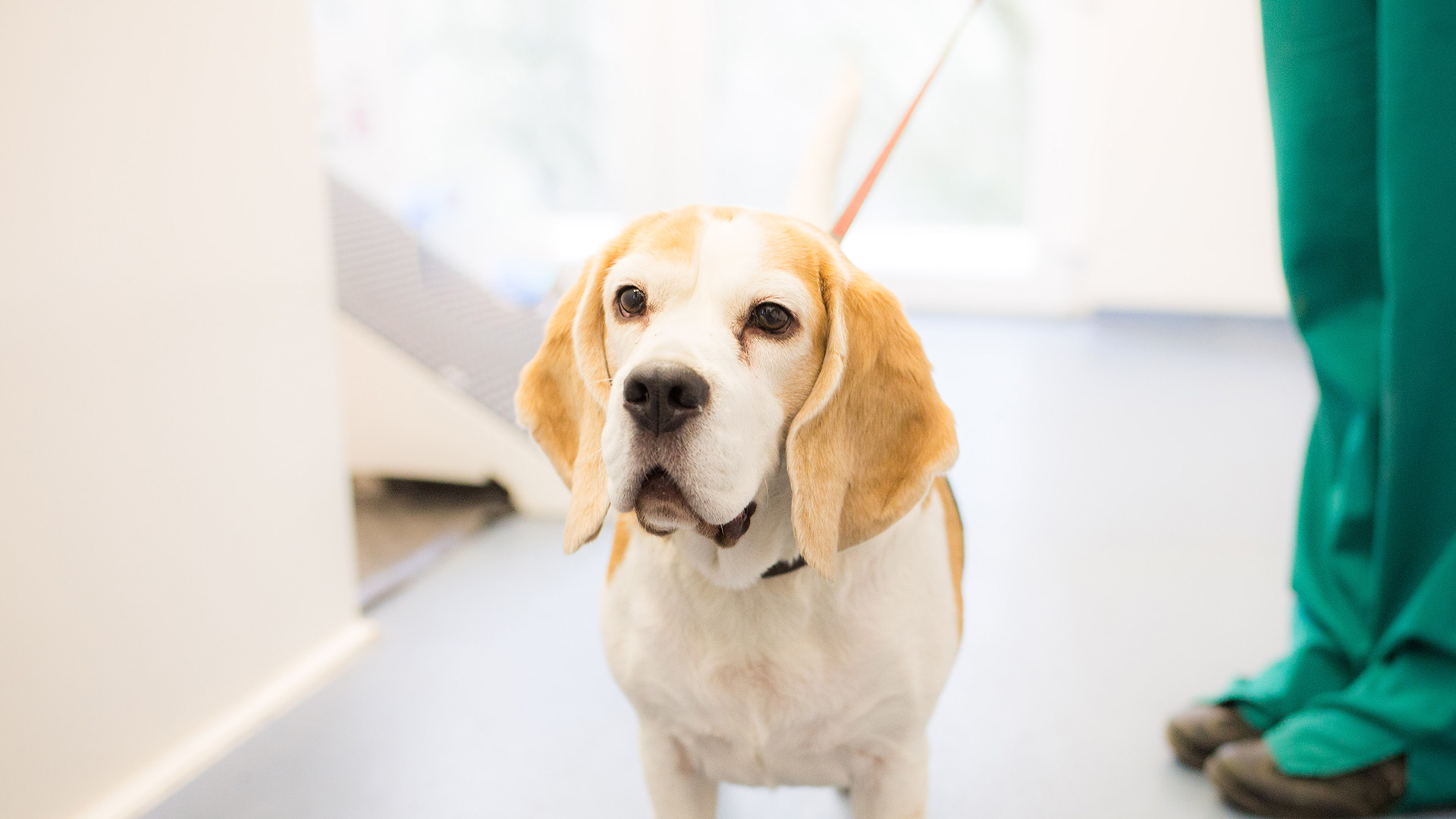 Repeat Prescription Request | Forest Lodge Veterinary Practice ...