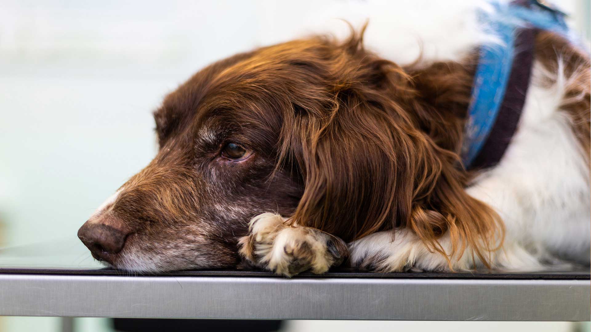 Veterinary Acupuncture at Forest Lodge Veterinary Practice | Trusted by ...