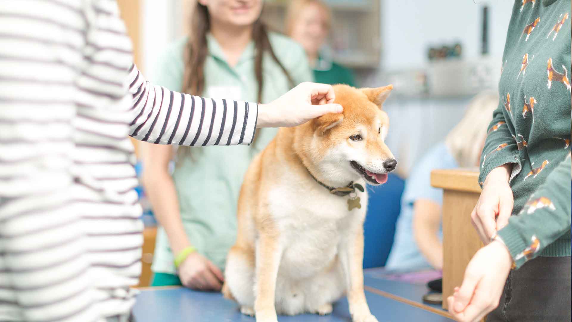 General Health Advice | Local Vets in Hampshire - Forest Lodge Vets
