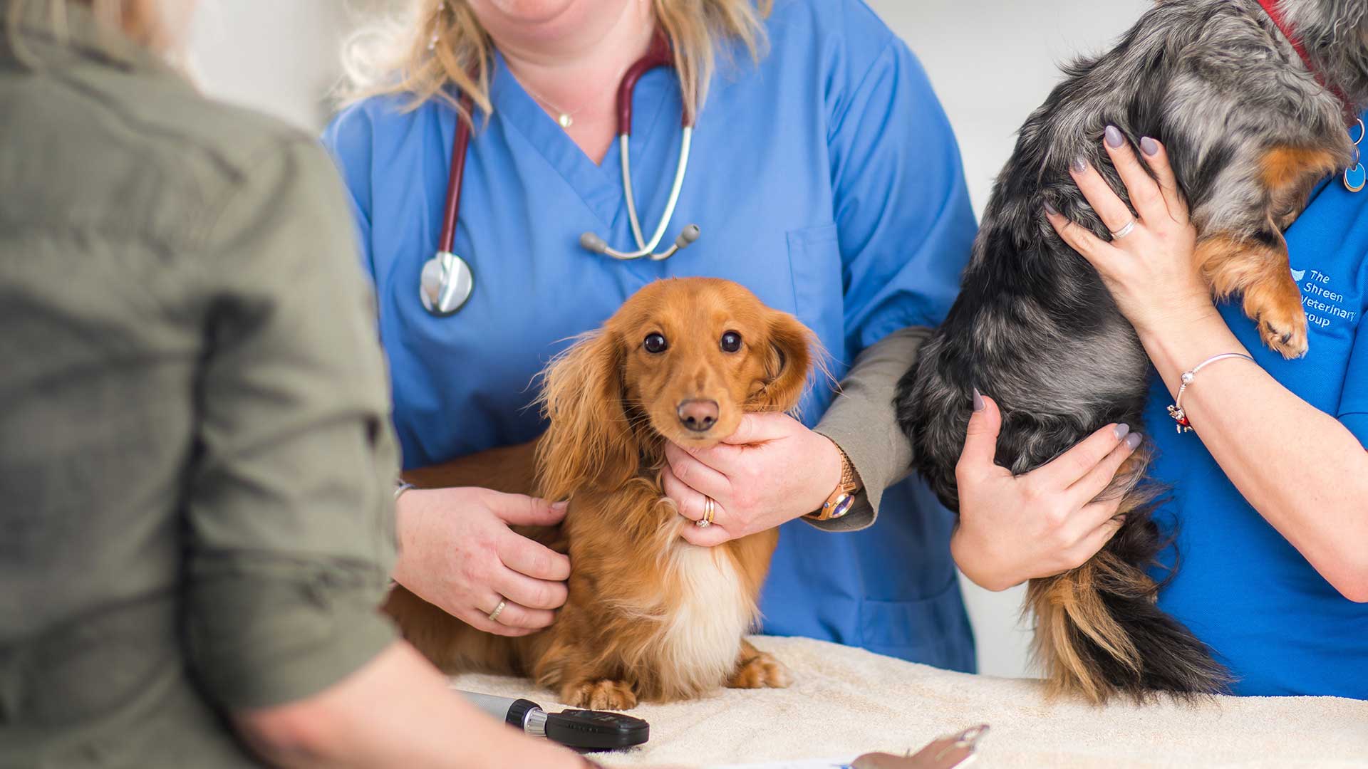 Rehabilitation Services at Forest Lodge Veterinary Practice | Trusted ...