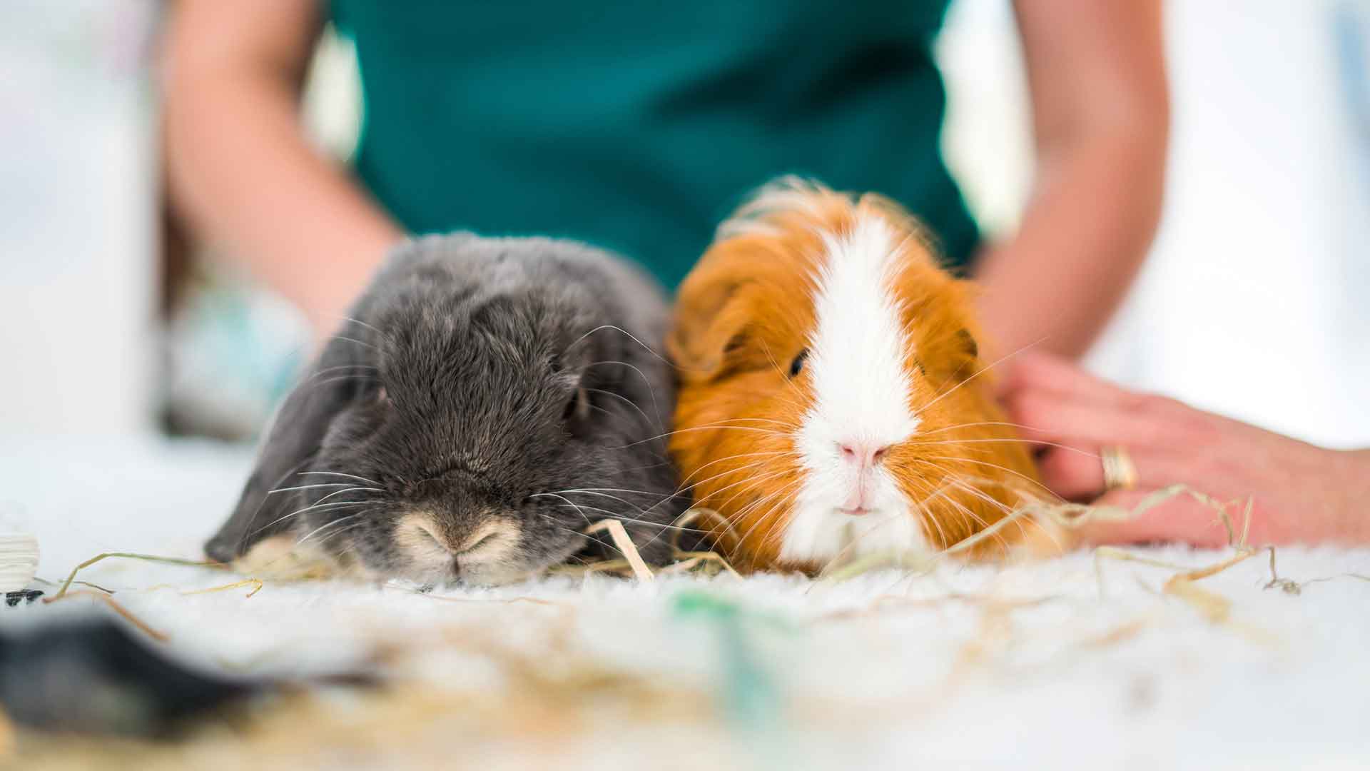 Small Animal Care | Local Vets in Hampshire - Forest Lodge Vets