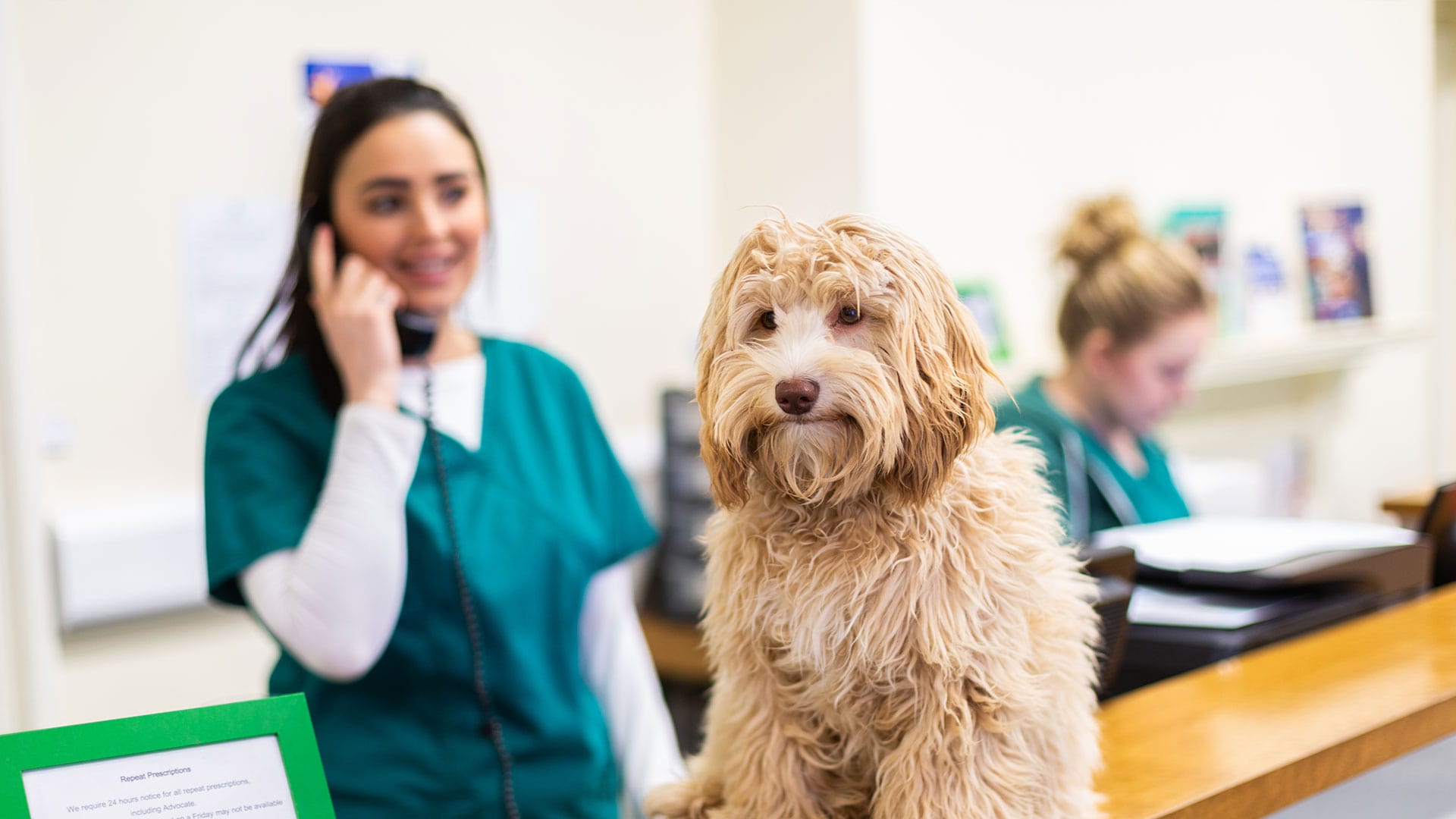 Contact Us | Local Vets in Neath, Port Talbot and Swansea - Forest Vet ...