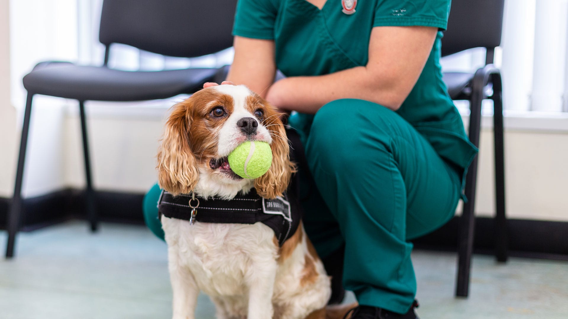 Dental Services | Local Vets in Neath & Port Talbot - Forest Vet Group