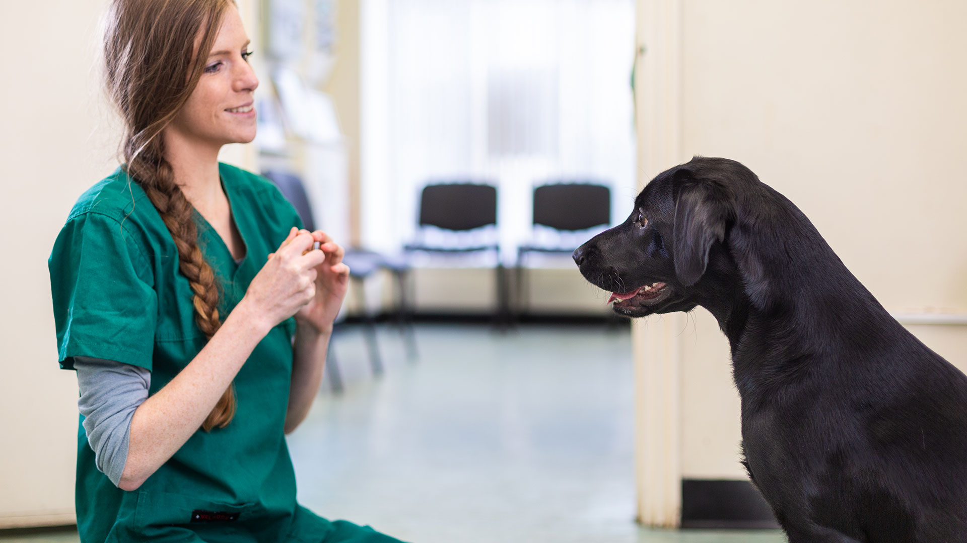Emergency Veterinary Service in Neath and Port Talbot - Forest Vet Group