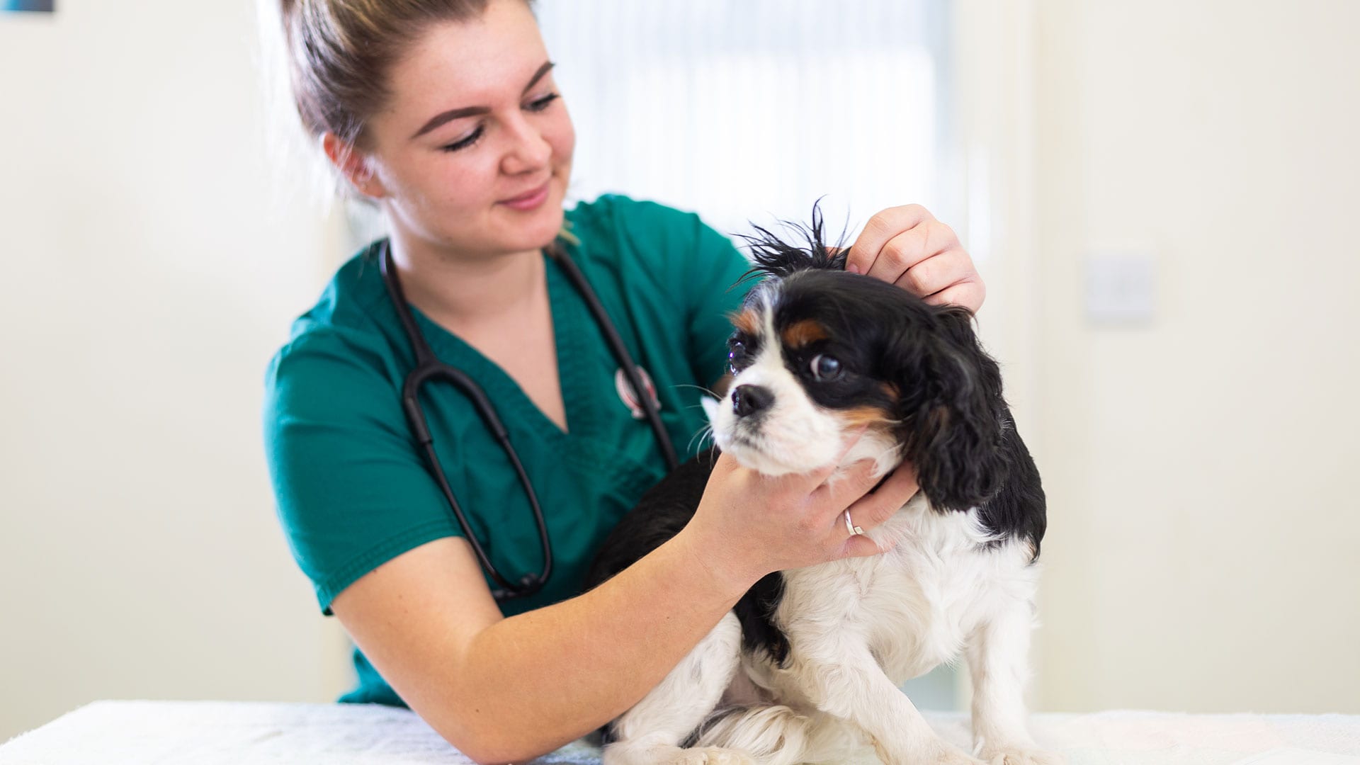 Pet Advice | Local Vets in Neath & Port Talbot - Forest Vet Group