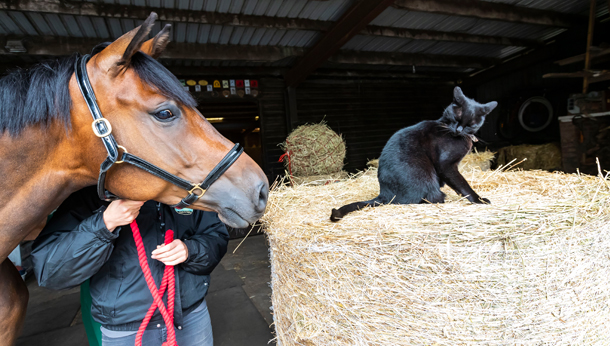 About Forth Valley Vets | Farm and Equine - Forth Valley Vets About Forth Valley Vets | Farm and Equine - Forth Valley Vets