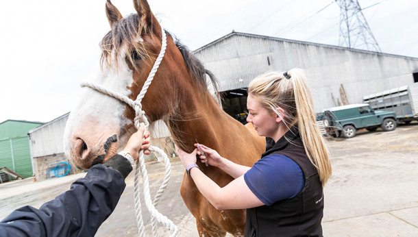 About Forth Valley Vets | Farm and Equine - Forth Valley Vets About Forth Valley Vets | Farm and Equine - Forth Valley Vets