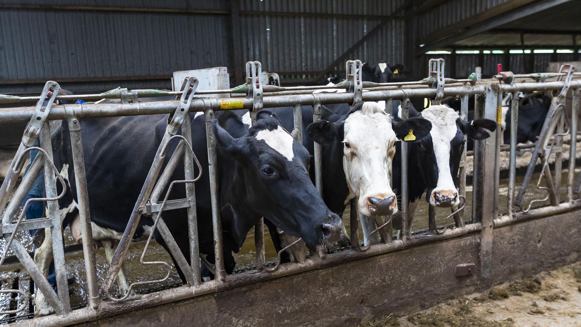 Farm services | Local Vets in Stirling & Forth Valley - Forth Valley Vets Farm services | Local Vets in Stirling & Forth Valley - Forth Valley Vets