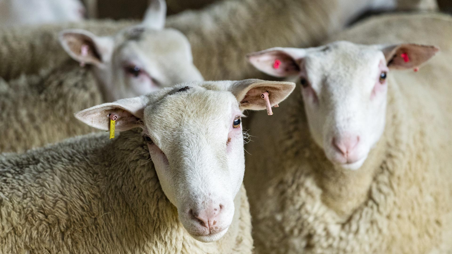 Smallholders Services | Local Vets in Stirling & Forth Valley - Forth ... Smallholders Services | Local Vets in Stirling & Forth Valley - Forth ...