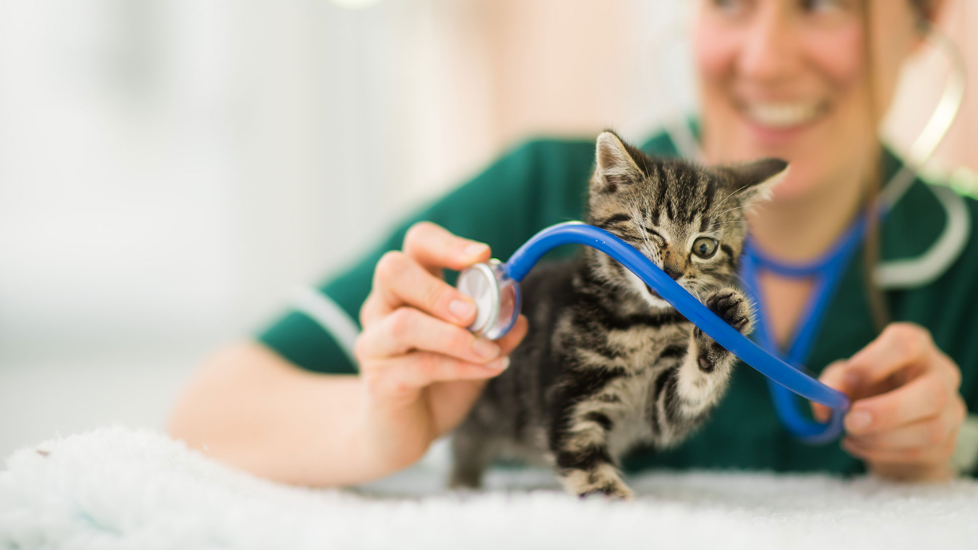 Contact us | Local Vets in Framlingham - Framlingham Vets