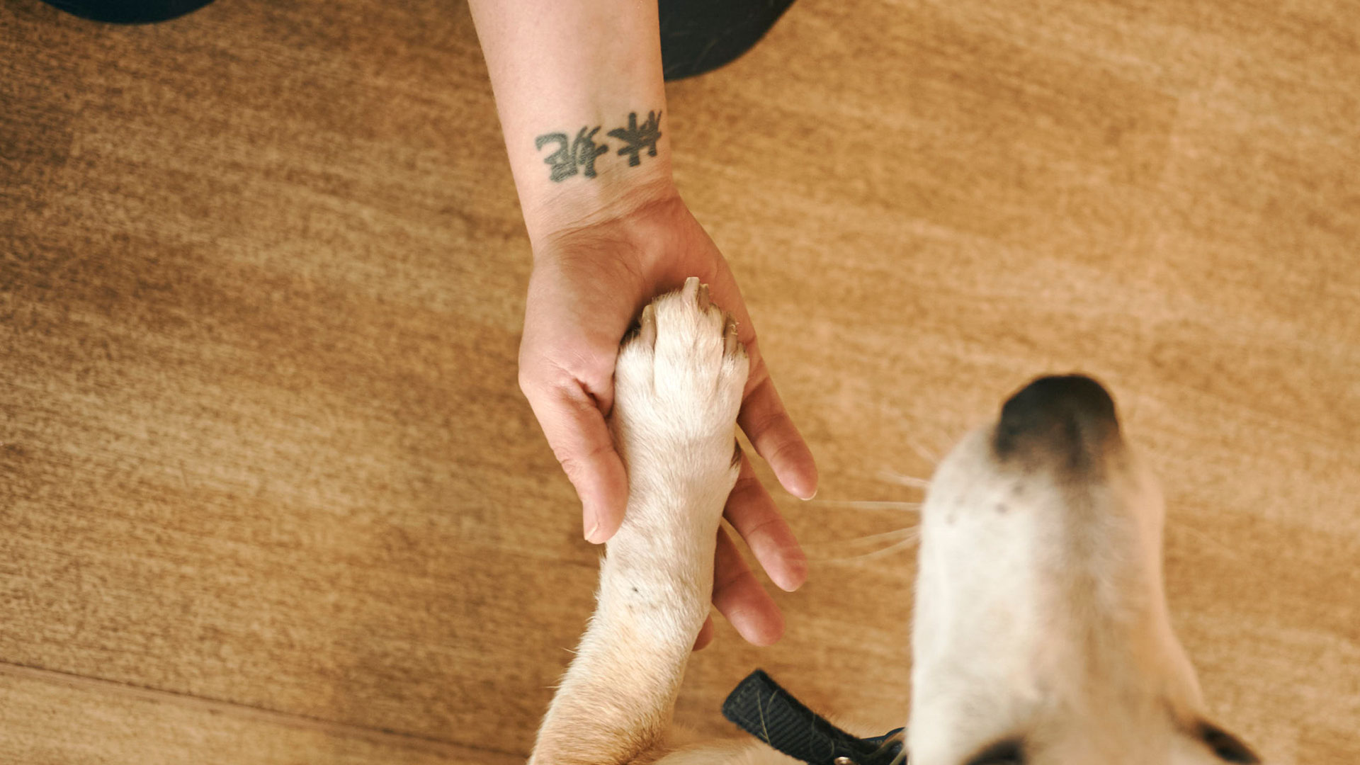 Contact Us | Local Vets in Northern Ireland - Glenburn Vets