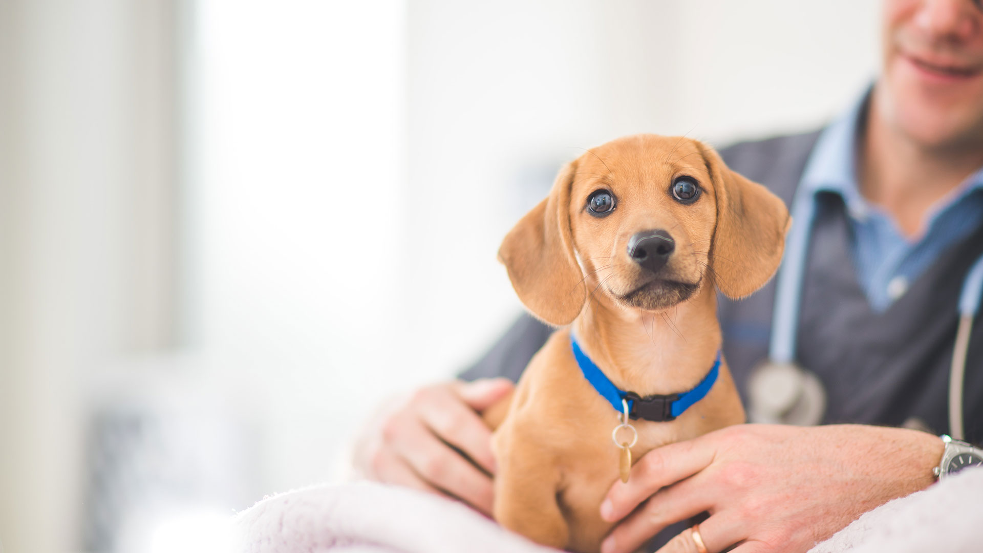 Contact Us | Local Vets in Northern Ireland - Glenburn Vets