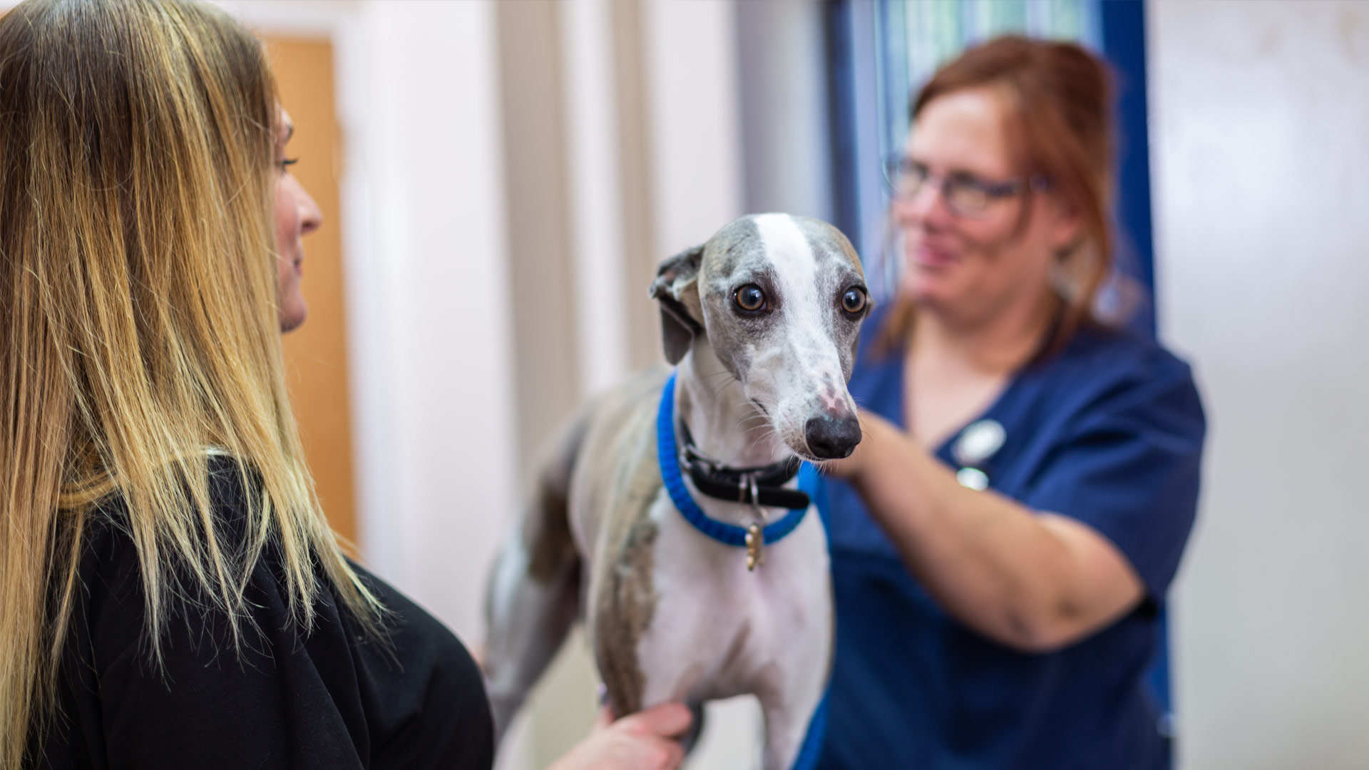 Pre-op Information for Pets | Local Vets in Basingstoke & Tadley - GP Vets