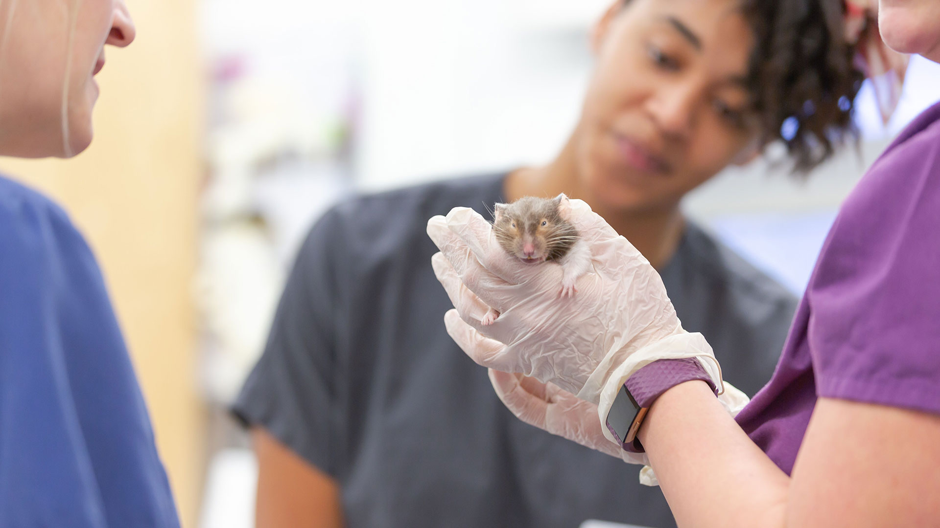 Nurse Clinics | Local Vets in West & East Sussex - Grove Lodge Vets