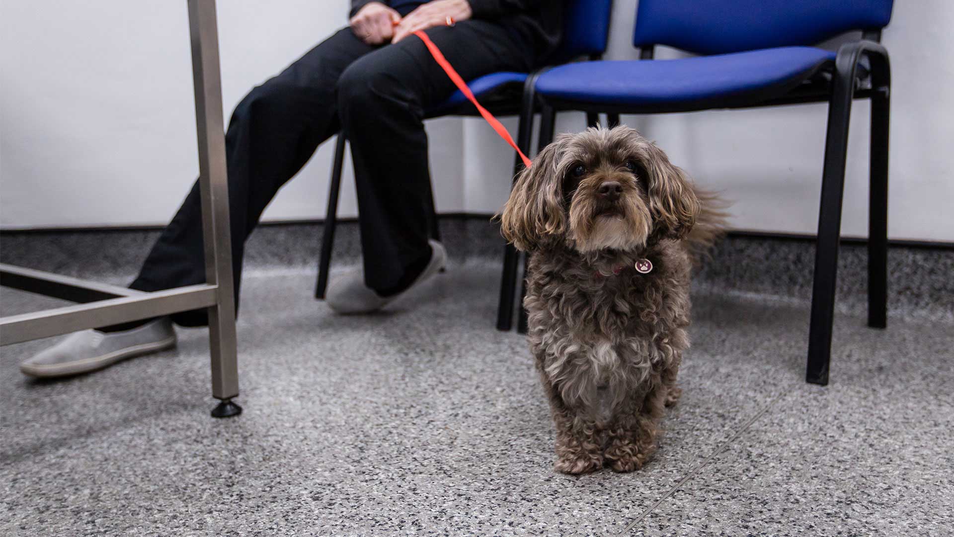 Contact Our Vet Team | East & South Sussex | Grove Lodge Vets - Grove ...