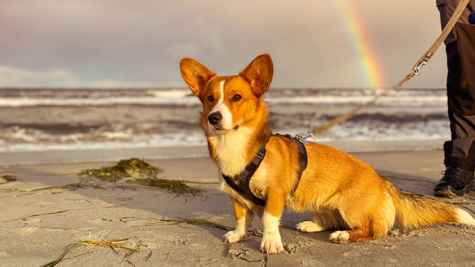 Vets in Barrow-in-Furness | Caring Cumbria Vets - Grove Vet Centre