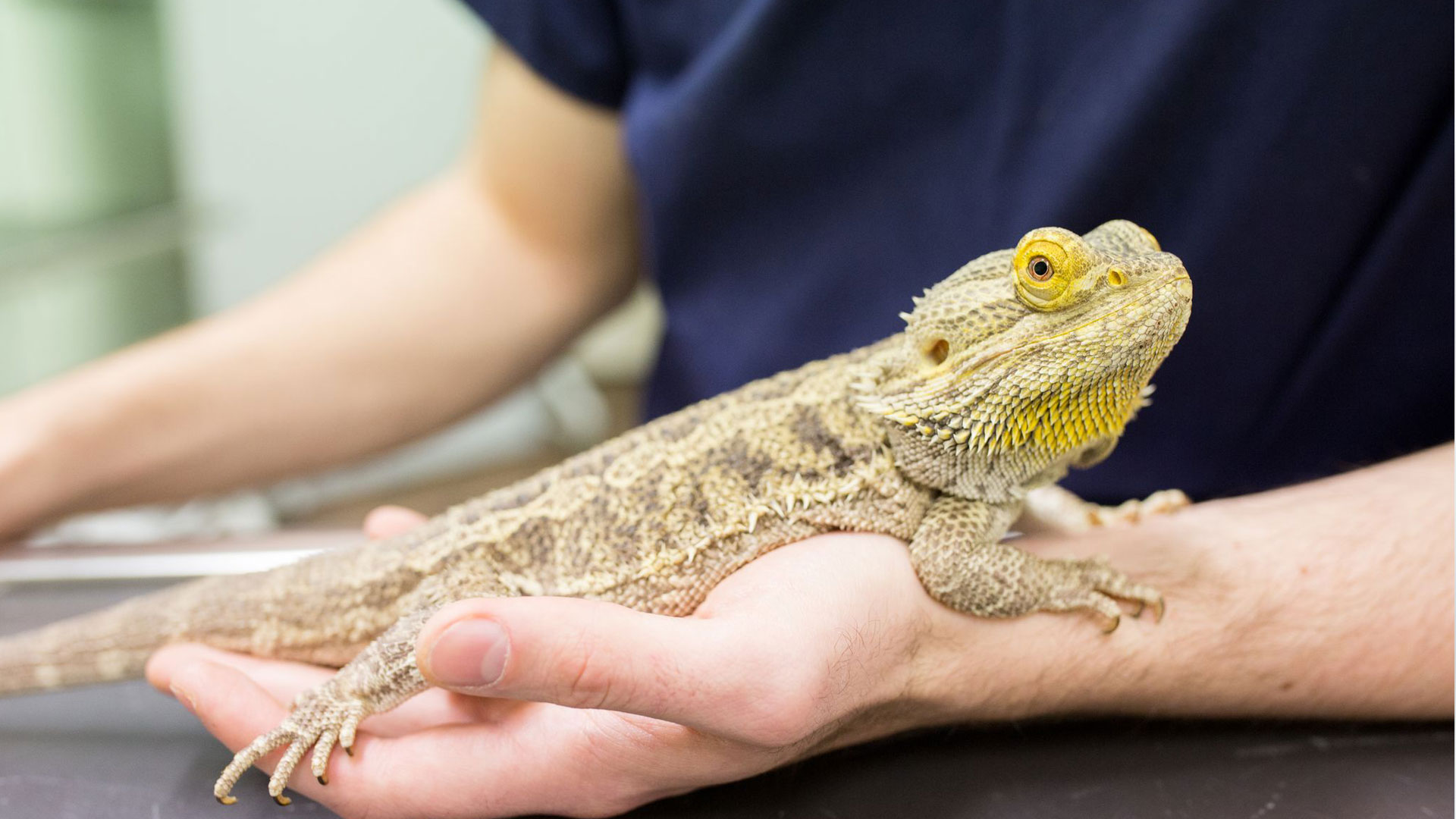 Contact Us | IVC Evidensia Referrals - Great Western Exotics
