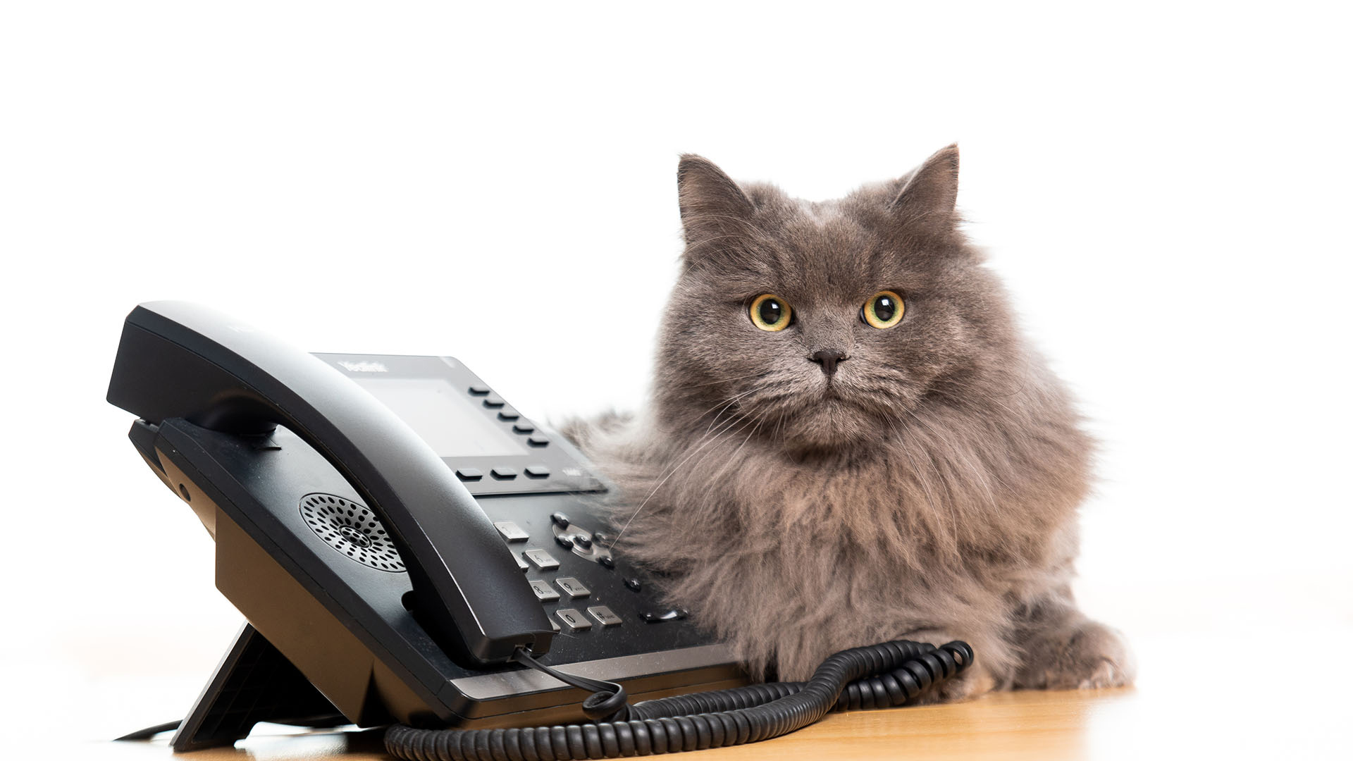 Hall Place Veterinary Centre | Contact us - Hall Place Veterinary Centre