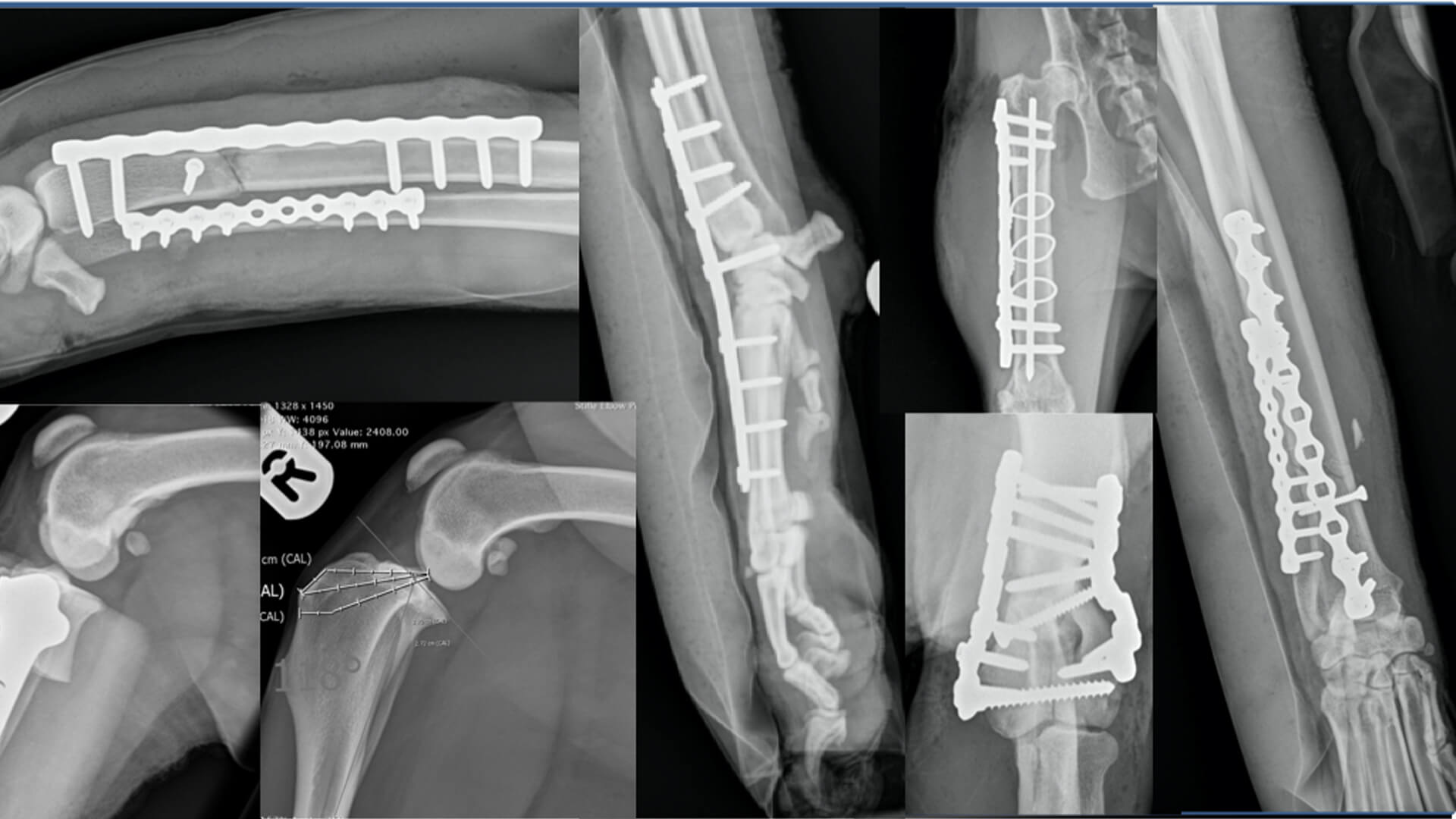 Hall Place Veterinary Centre | Orthopaedics - Hall Place Veterinary Centre