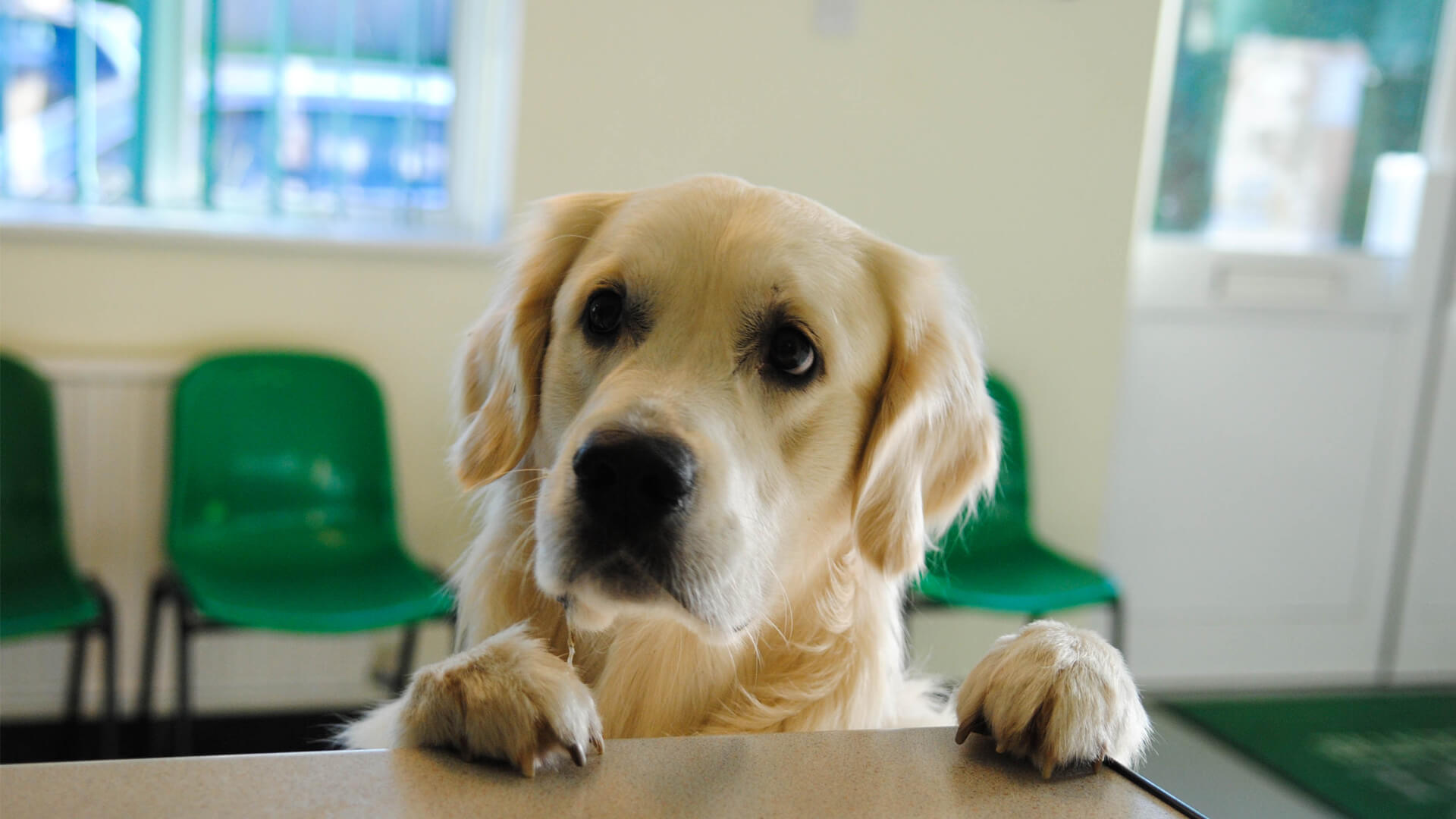 Hall Place Veterinary Centre | Pet Advice - Hall Place Veterinary Centre