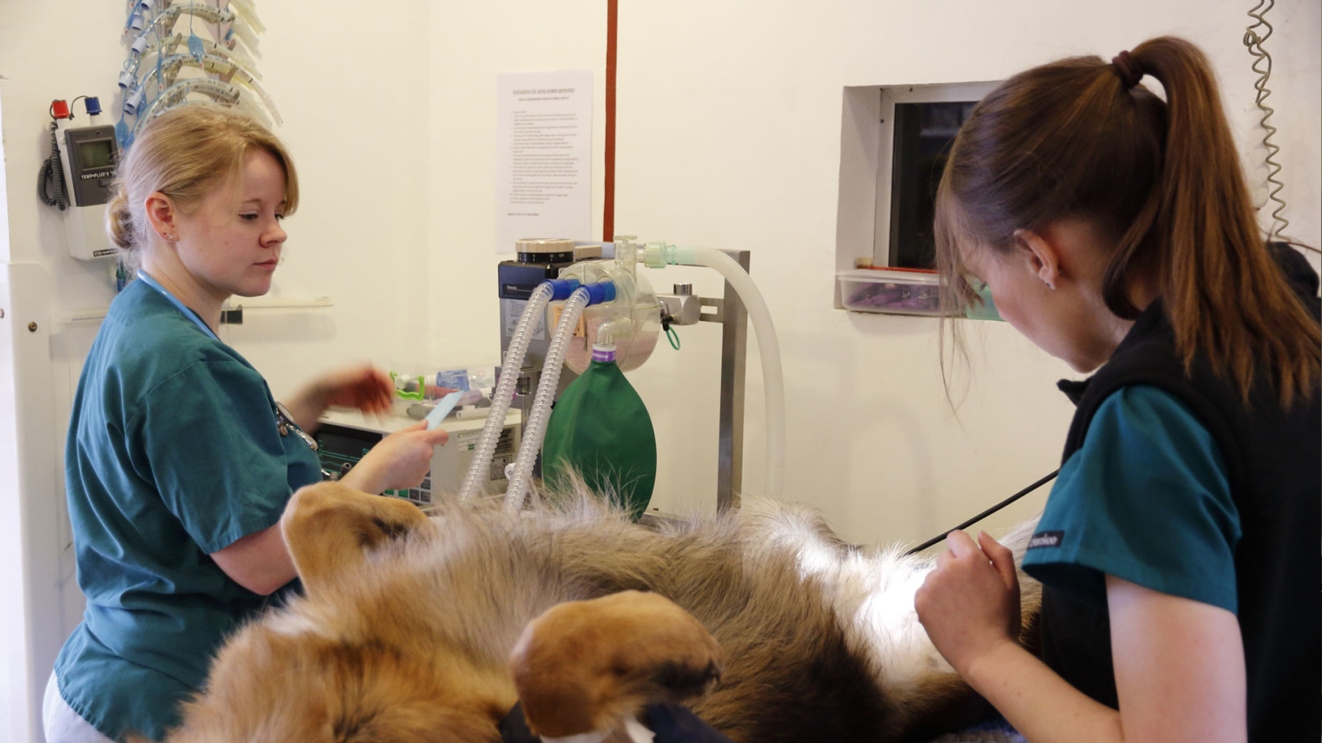 About us | Local Vets in Bicester & Aylesbury - Hart Vets