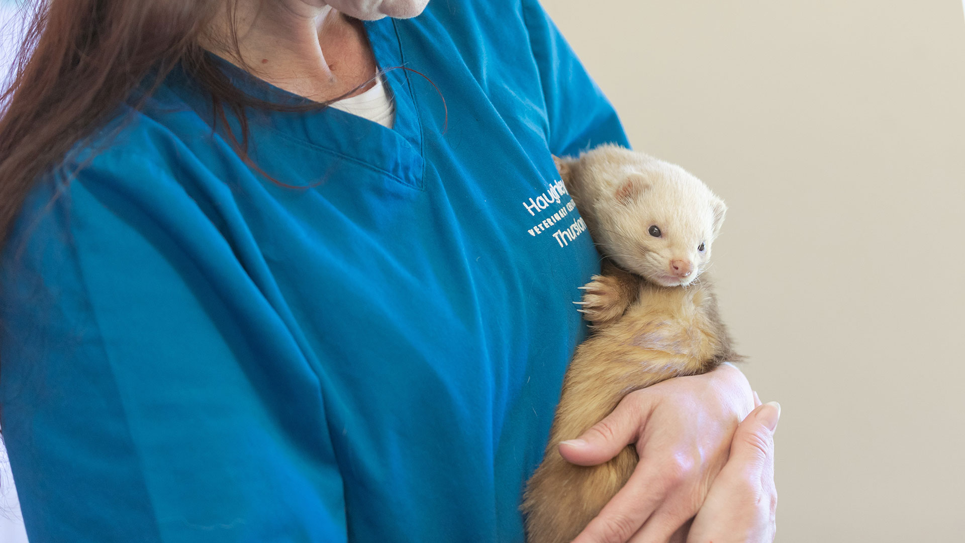 Pet Advice from Local Vets | Haughley & Thurston Vets - Haughley Vets