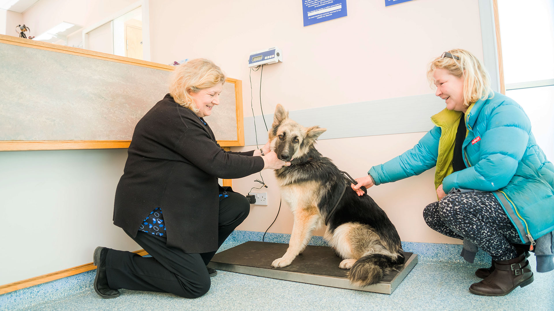 Services | Local Vets in Bridport, Dorset - Haydon Vets