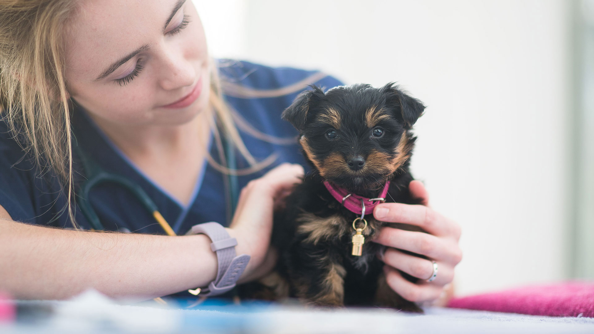 About Us | Local Vets in Pitlochry & Aberfeldy - Heartland Vets