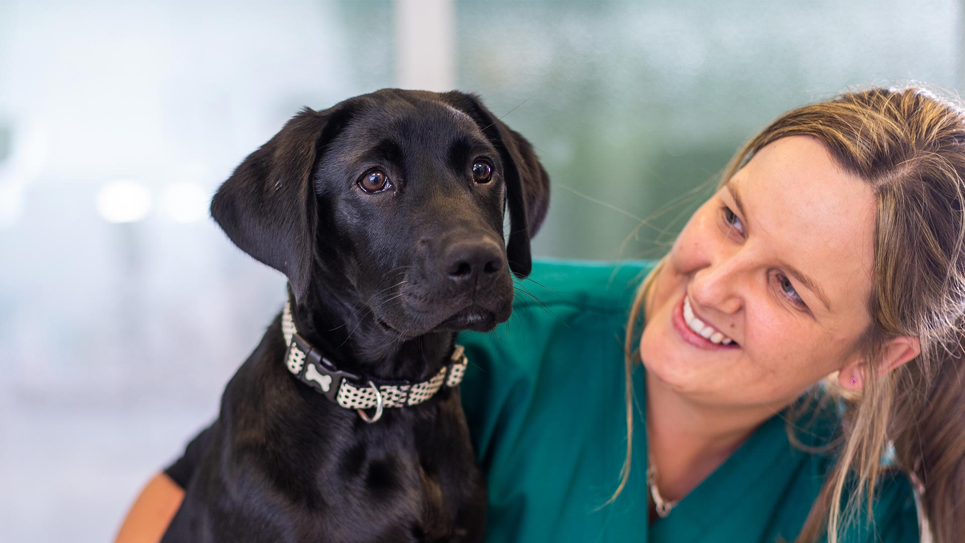 About Us | Heath Vets in Cardiff - Heath Vets