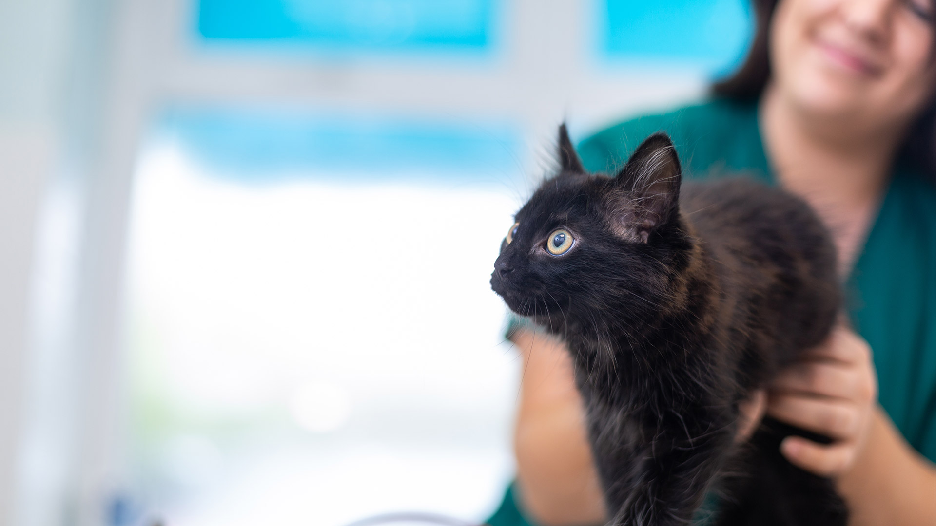 Cyncoed Surgery | Heath Vets in Cardiff - Heath Vets