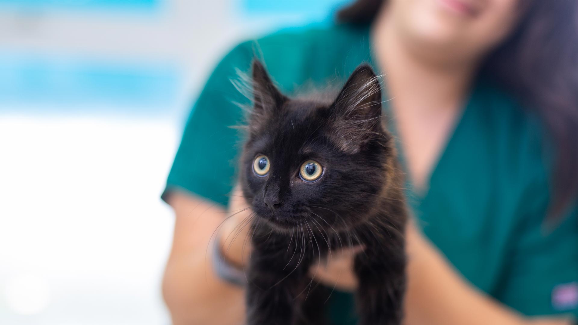 Pet Advice | Heath Vets, local vets in Cardiff - Heath Vets